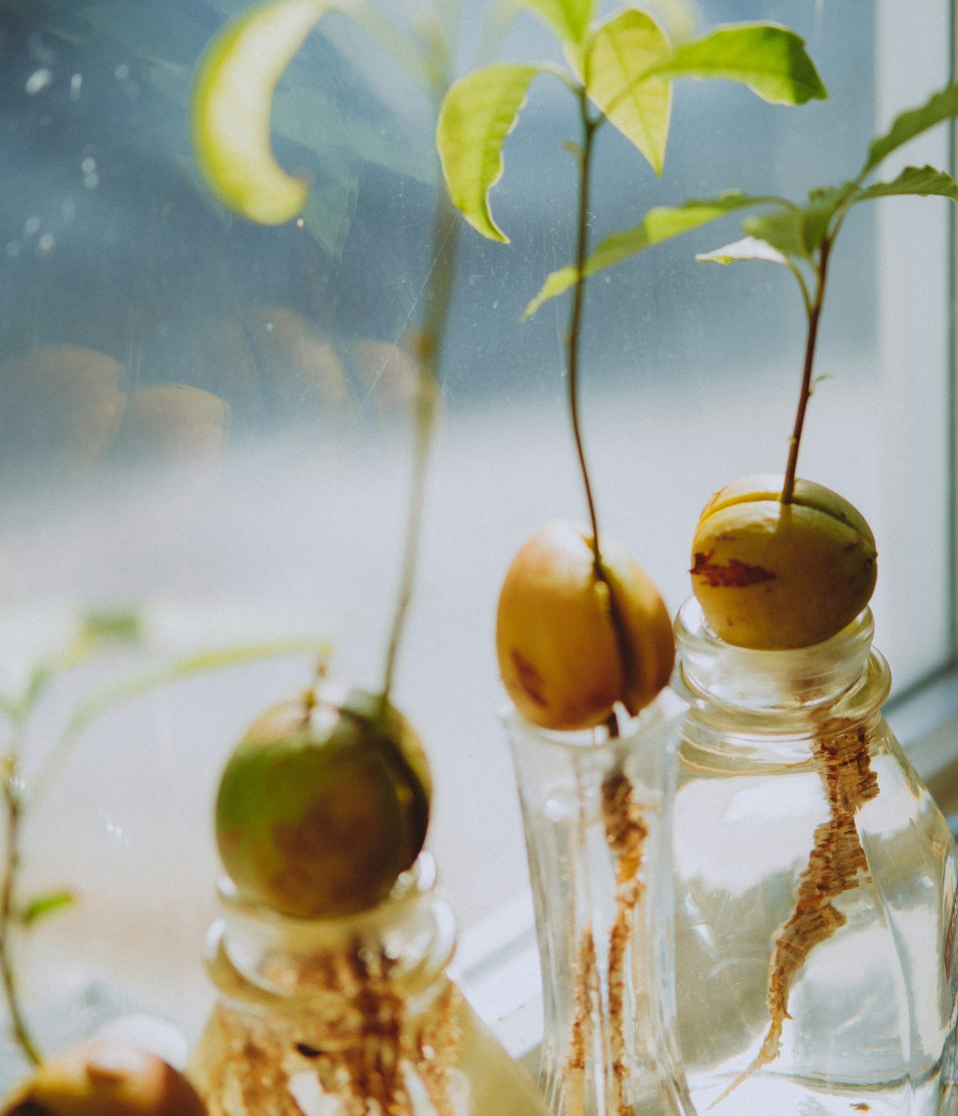 How to Grow Avocado at Home: Step-by-Step Guide for Beginners