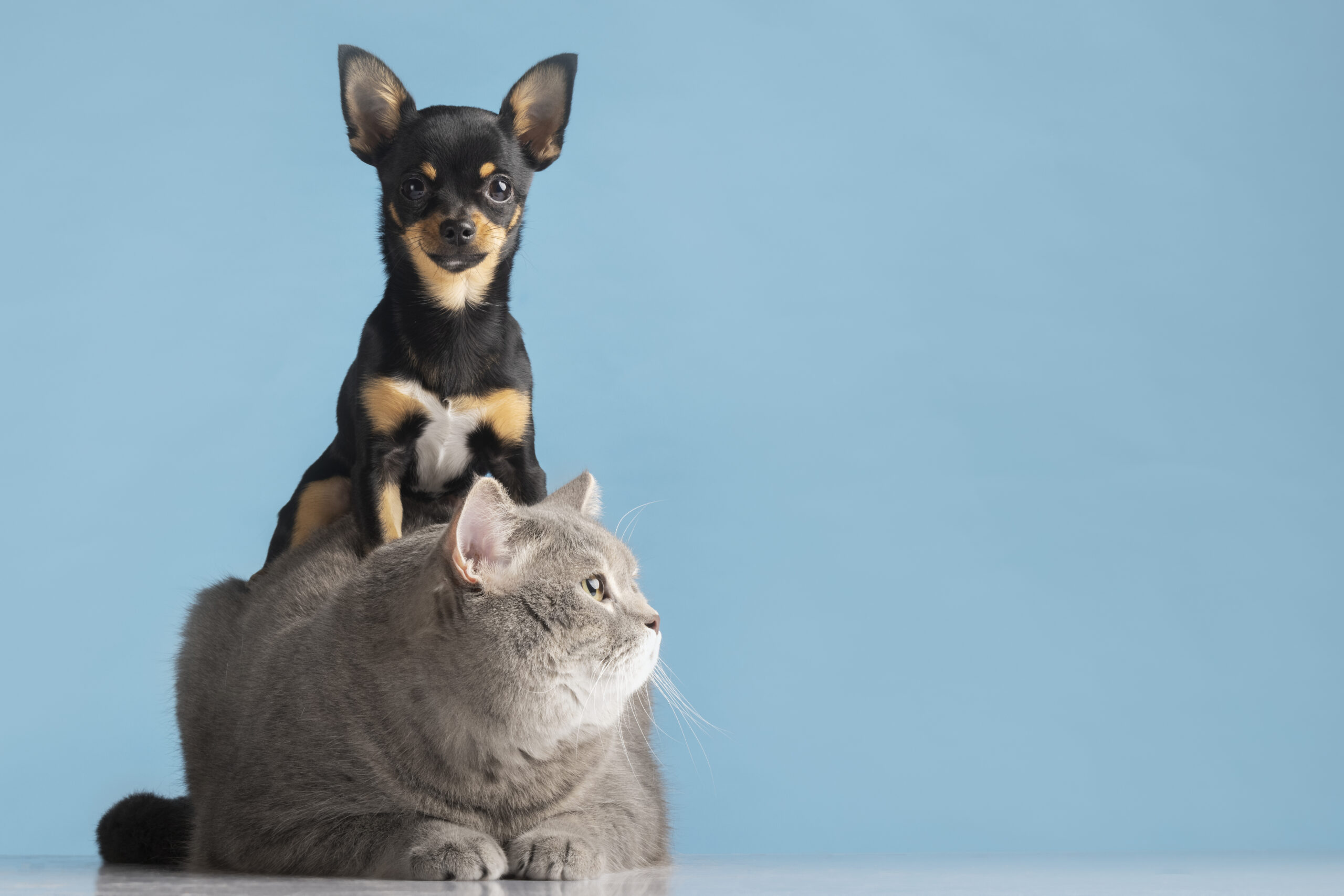 90+ Empowering Positive Affirmations for Your Pet’s Health and Happiness