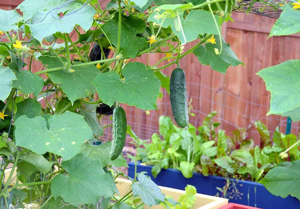 How To Grow Cucumbers At Home Easy Gardening Guide For Beginners