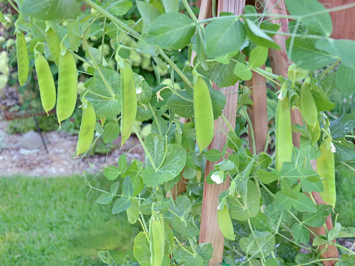 How to Grow Peas at Home: Easy Step-by-Step Guide
