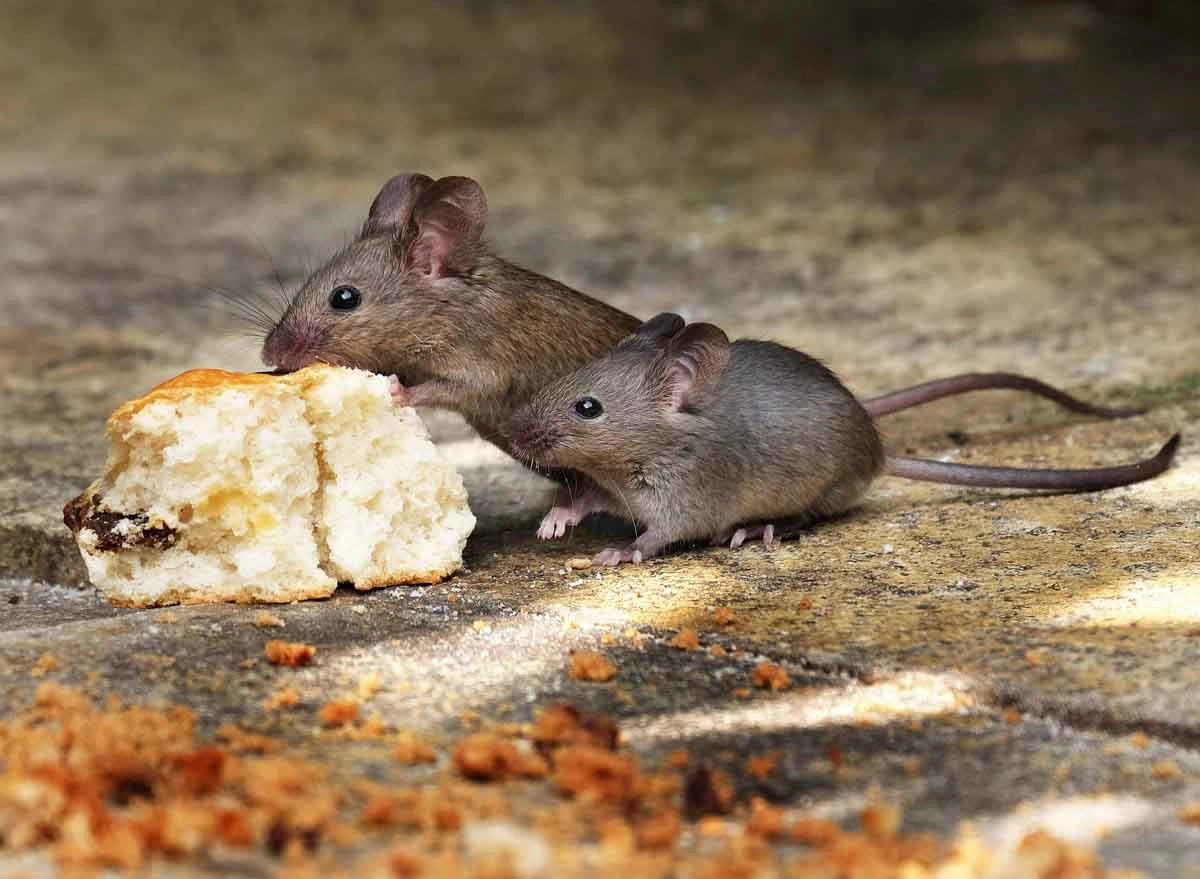 How to Get Rid of Mice: The Complete Guide to Evicting Them for Good
