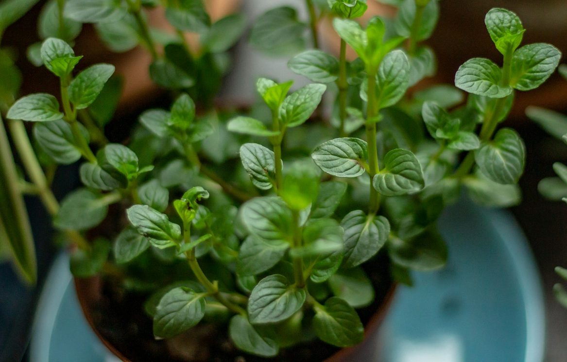 How to Grow Mint: Easy Steps for Fresh, Flavorful Leaves at Home