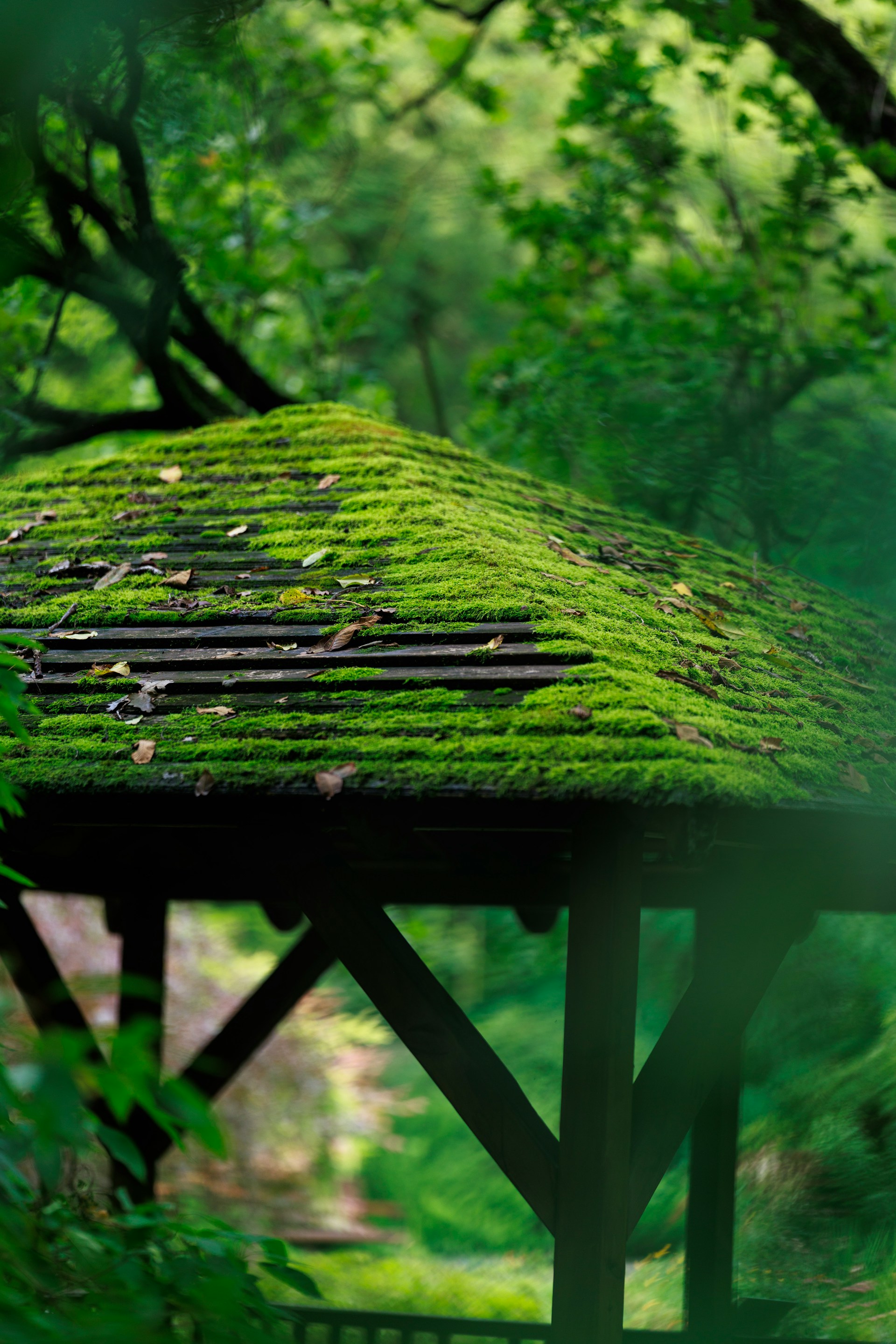 How to Grow Moss: Easy Tips for a Lush, Green Garden