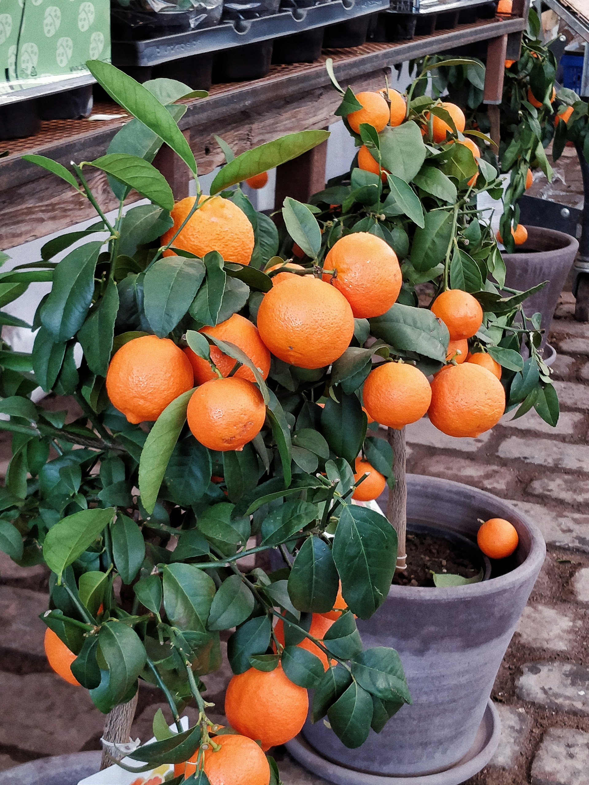 11 Easy Fruits to Grow at Home for Beginners