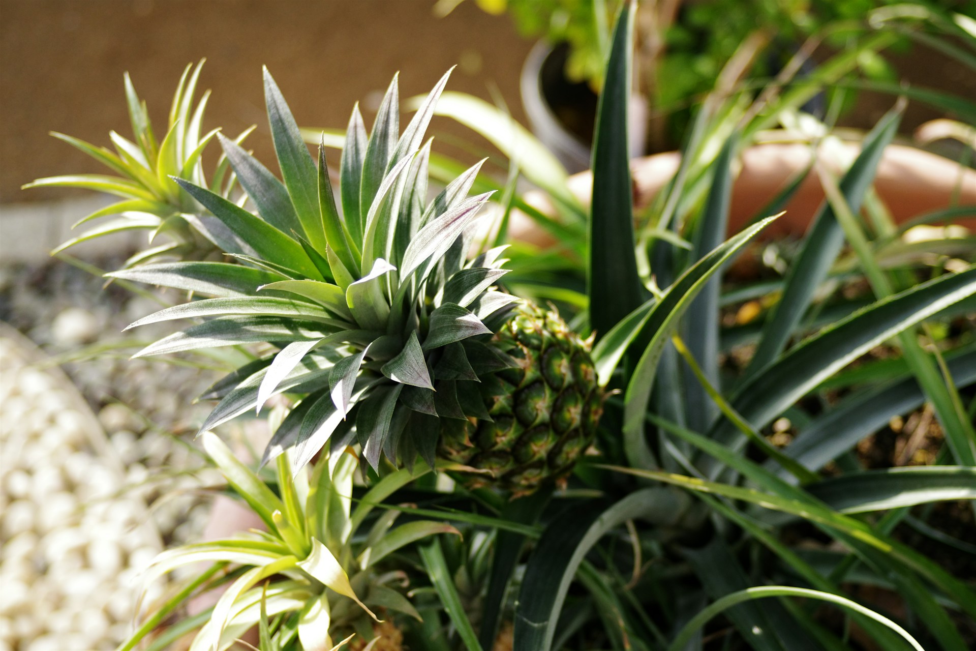 Grow Your Own Pineapple at Home – It’s Easier Than You Think!