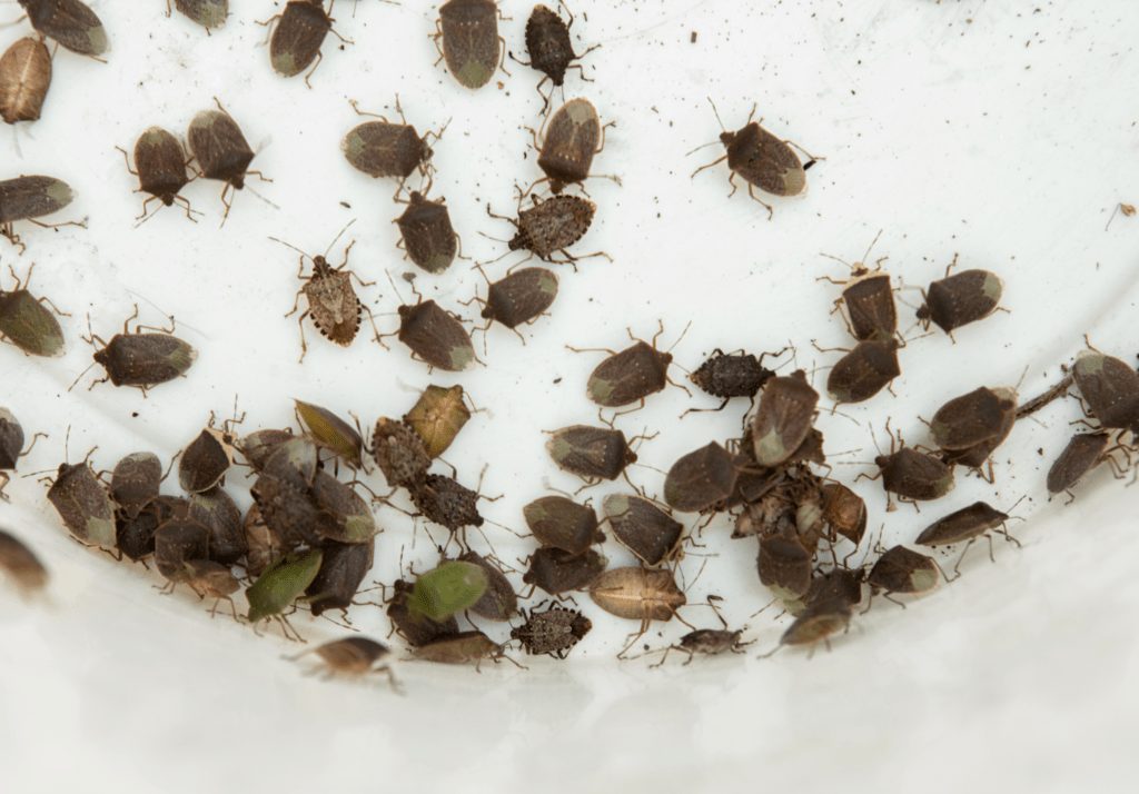 How to Get Rid of Stink Bugs: Easy Indoor & Outdoor Solutions