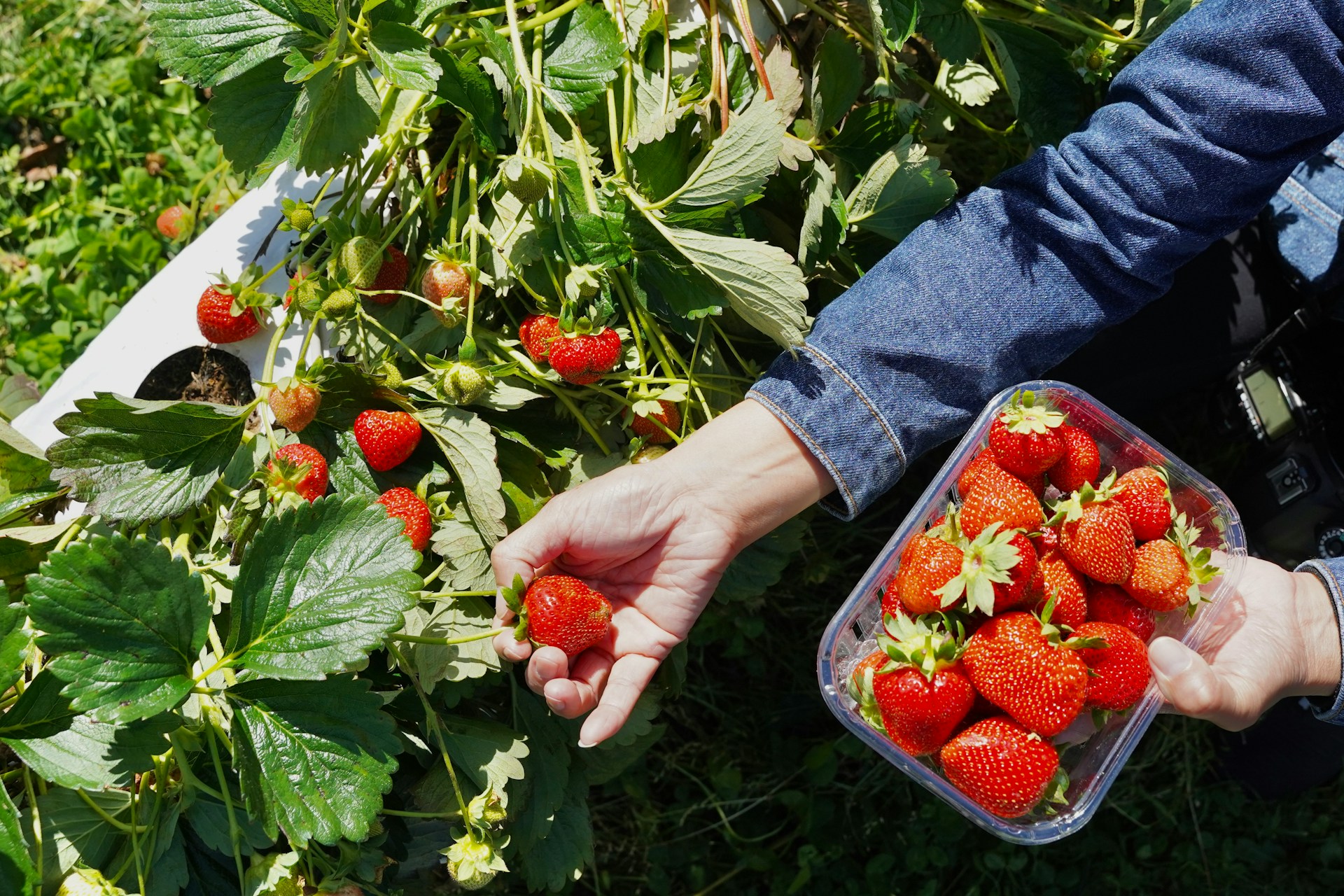 How to Grow Strawberries at Home: Easy Step-by-Step Guide
