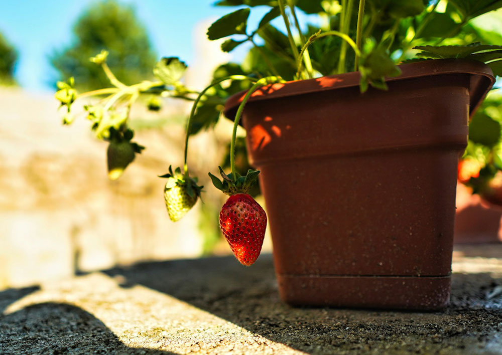 18 Easiest to Grow Fruits in Small Spaces or Containers