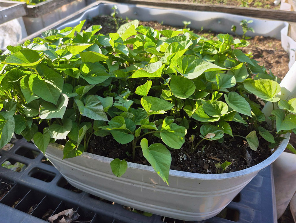 How to Grow Sweet Potato Slips: A Beginner-Friendly Guide