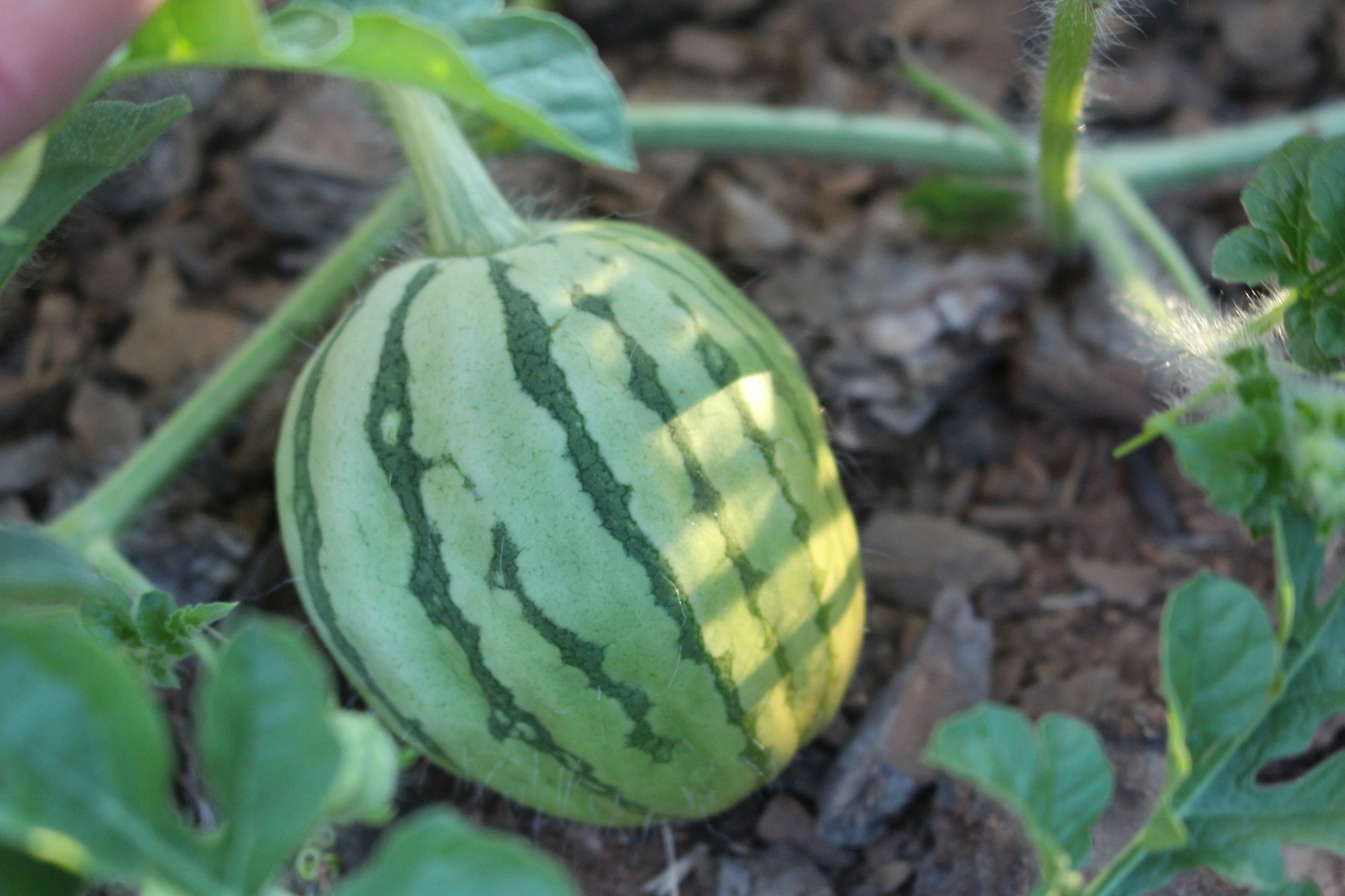 How to Grow Watermelon at Home: Easy Step-by-Step Guide